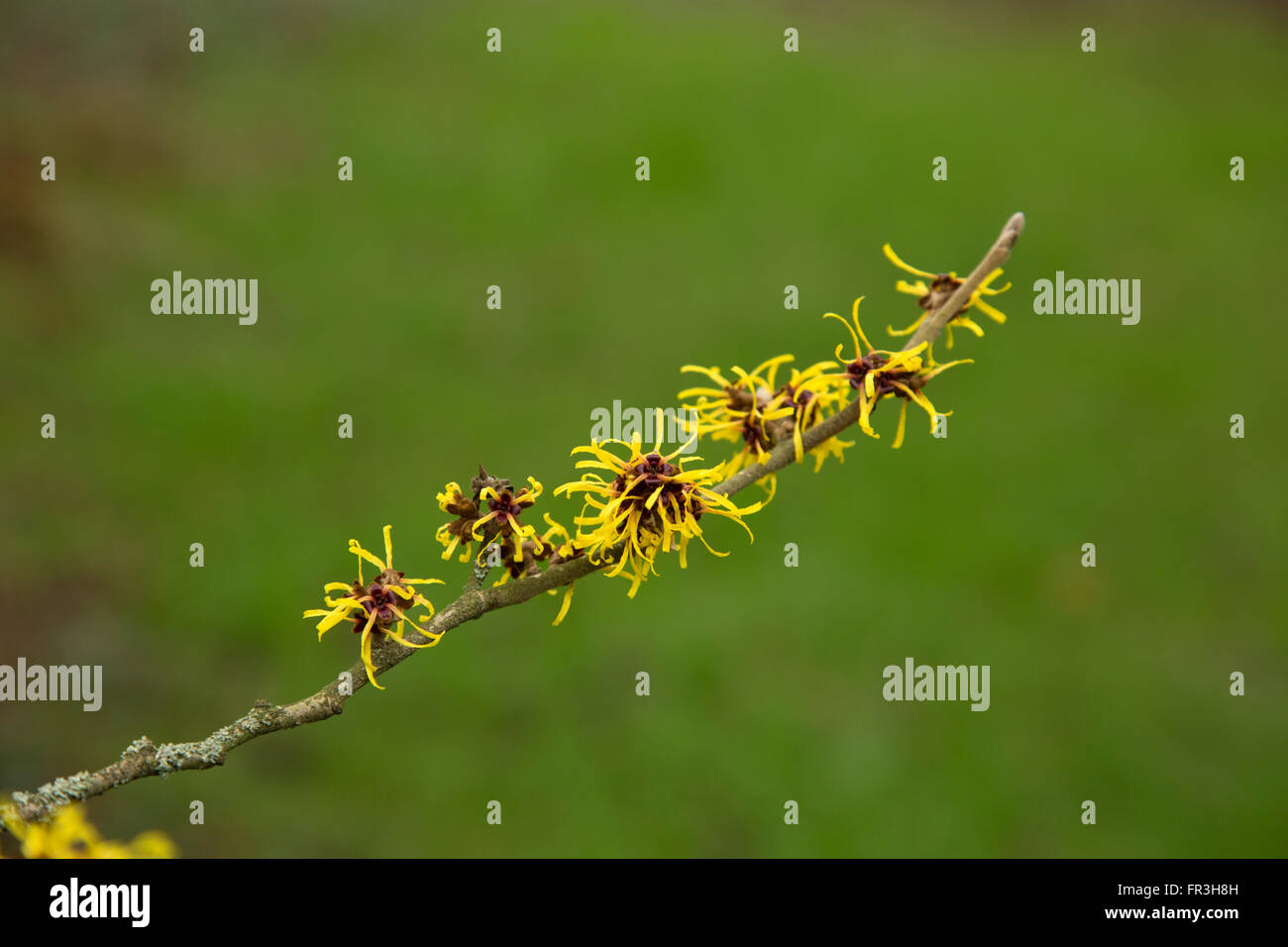 Hamamelis mollis, a highly scented winter flowering shrub Stock Photo ...
