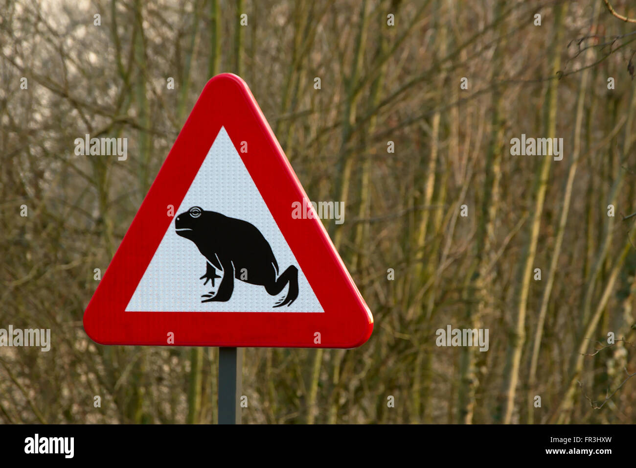 A Triangular Road Sign Warning Of Toads Crossing, Surrey,, 46% OFF