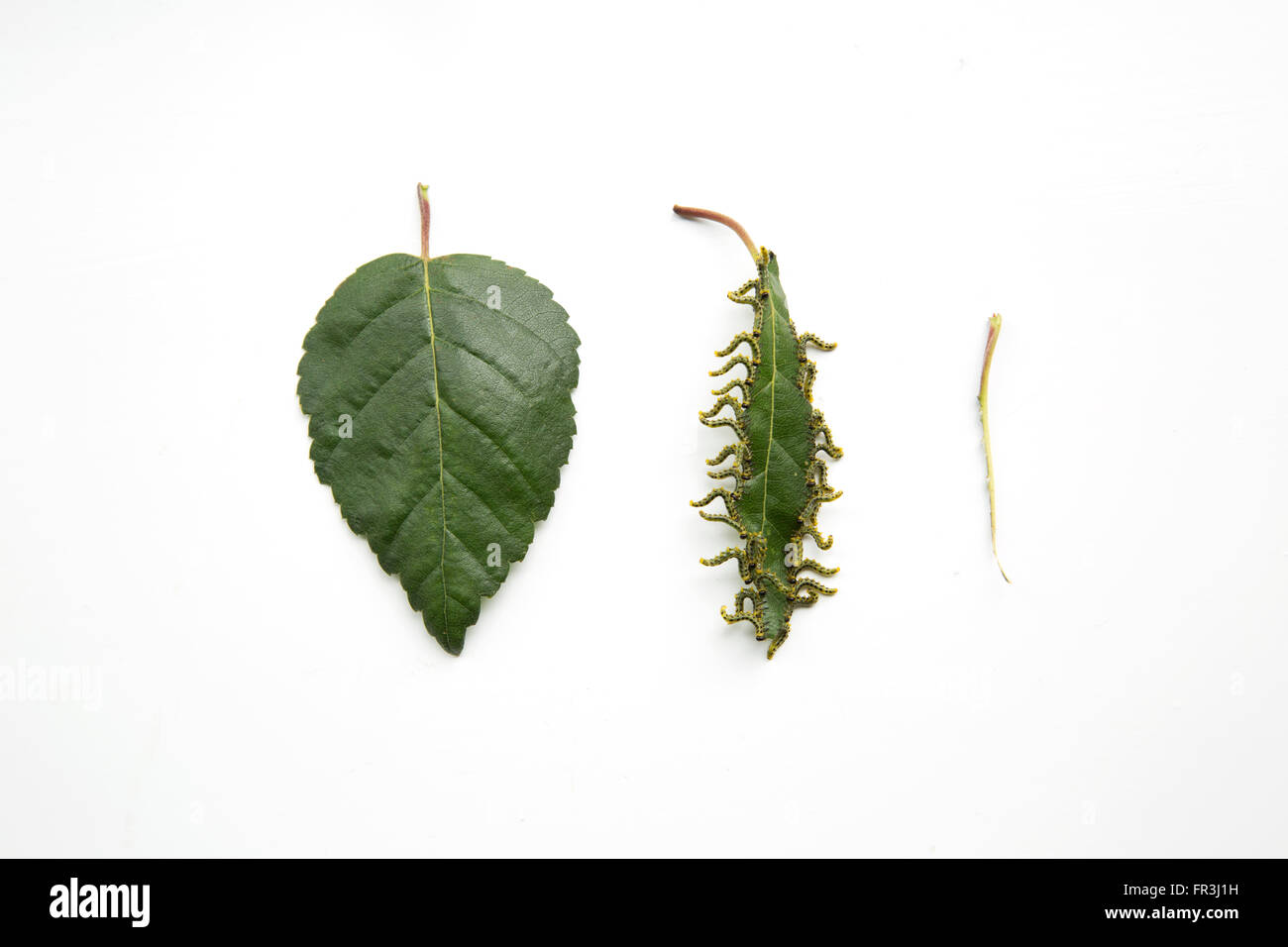 Birch sawfly hi-res stock photography and images - Alamy