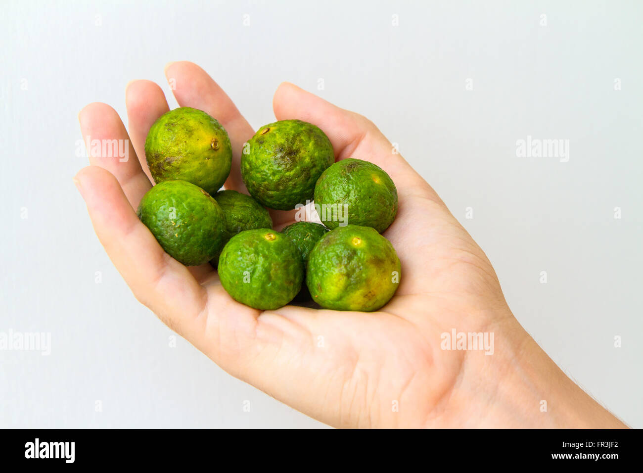 A bunch of Nasnaran Mandarins, also known as jeruk sambal, held in the ...