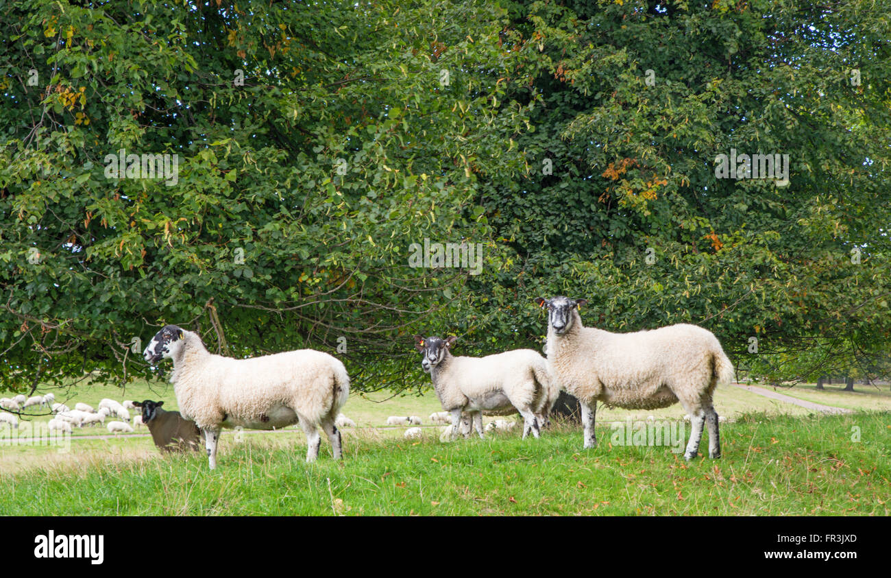 English farmland animals hi-res stock photography and images - Alamy