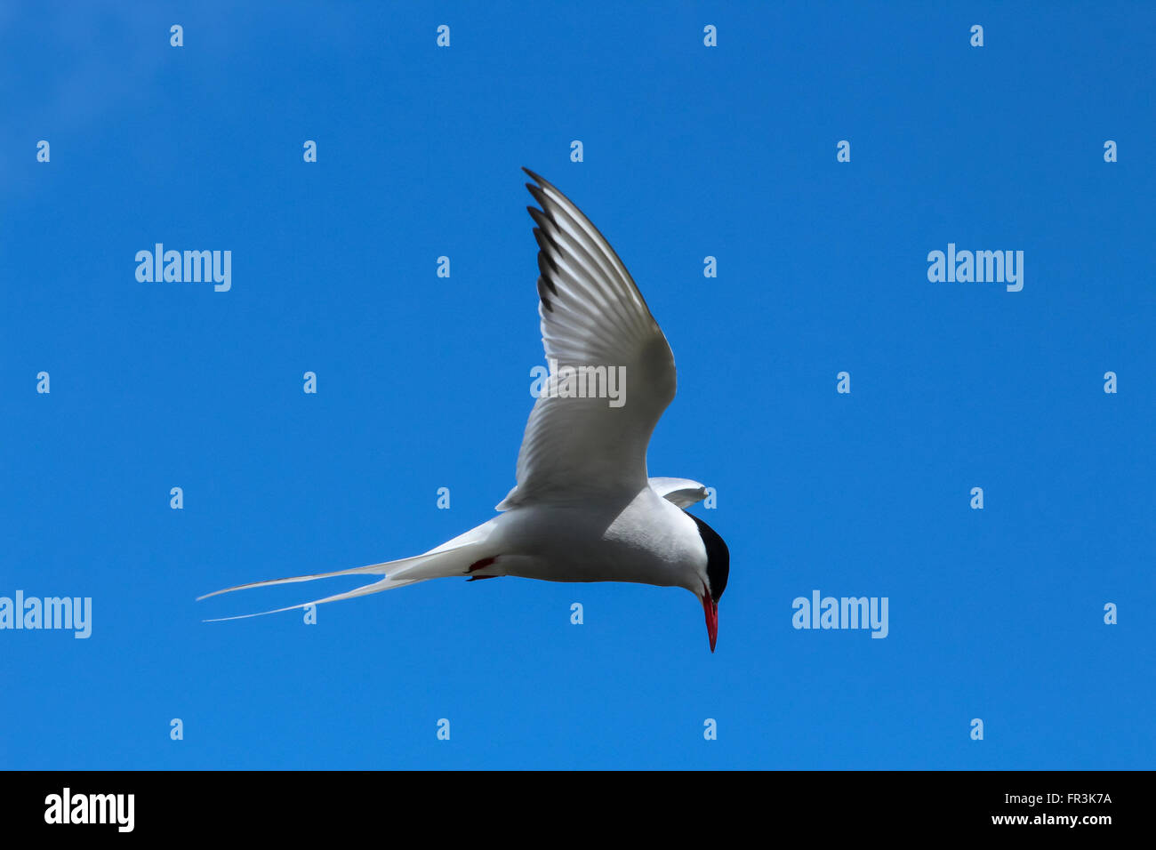 North northumberland hunt hi-res stock photography and images - Alamy