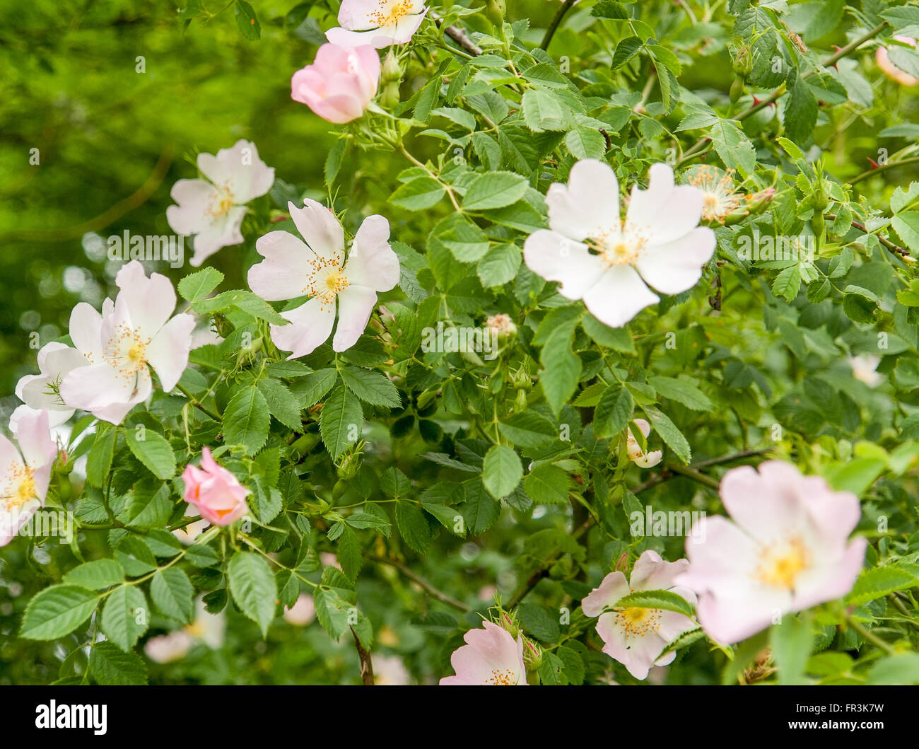 full frame detail of blooming dog rose bush Stock Photo - Alamy