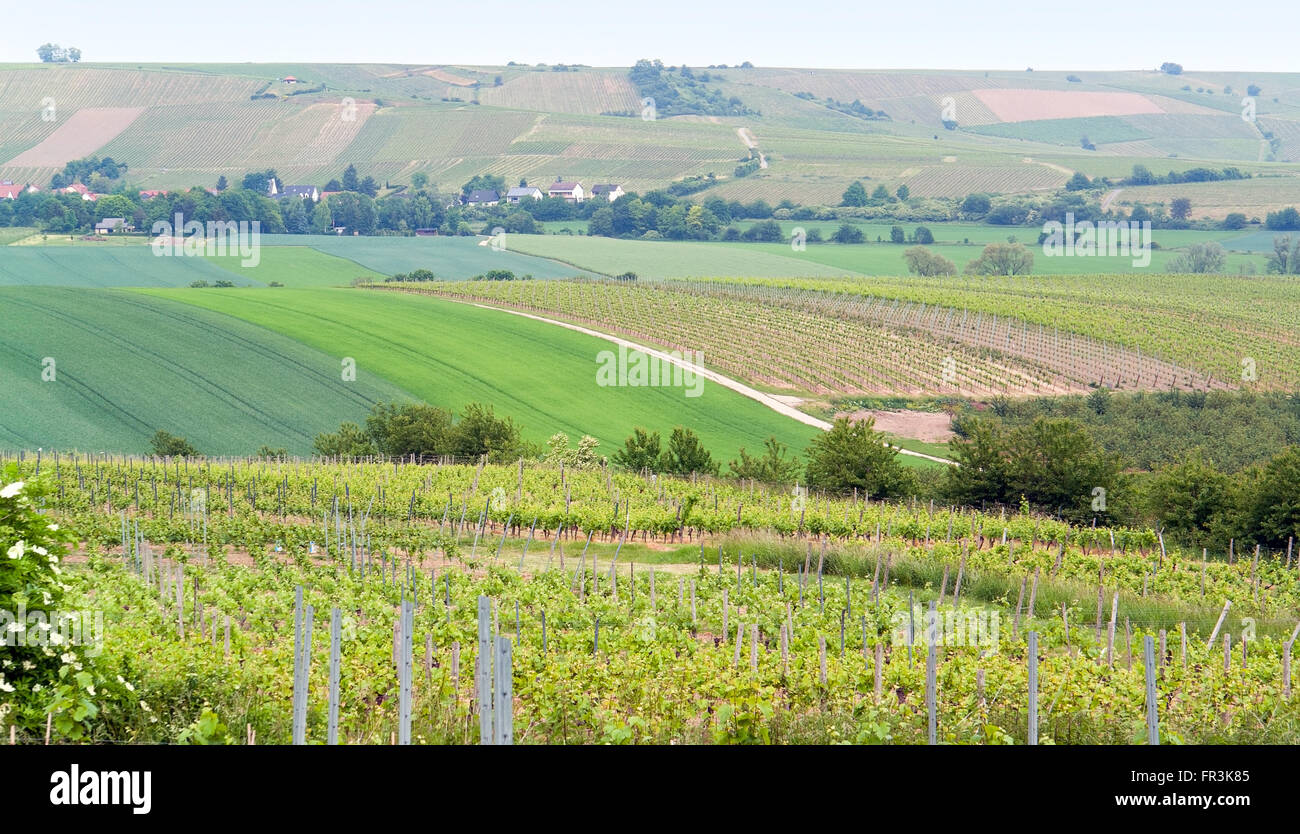 Rhine hesse wine region hi-res stock photography and images - Alamy