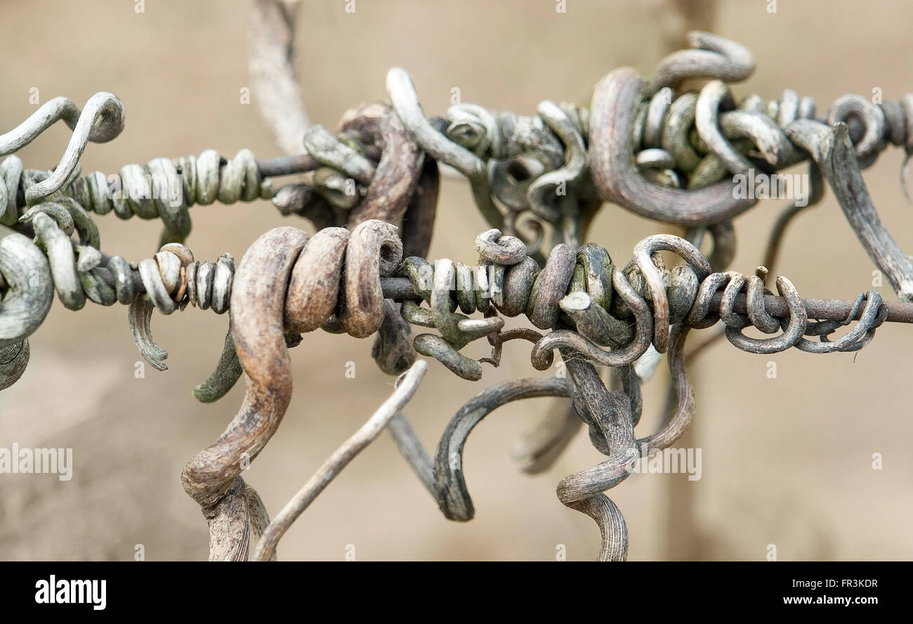 Climbing vine tendril hi-res stock photography and images - Alamy