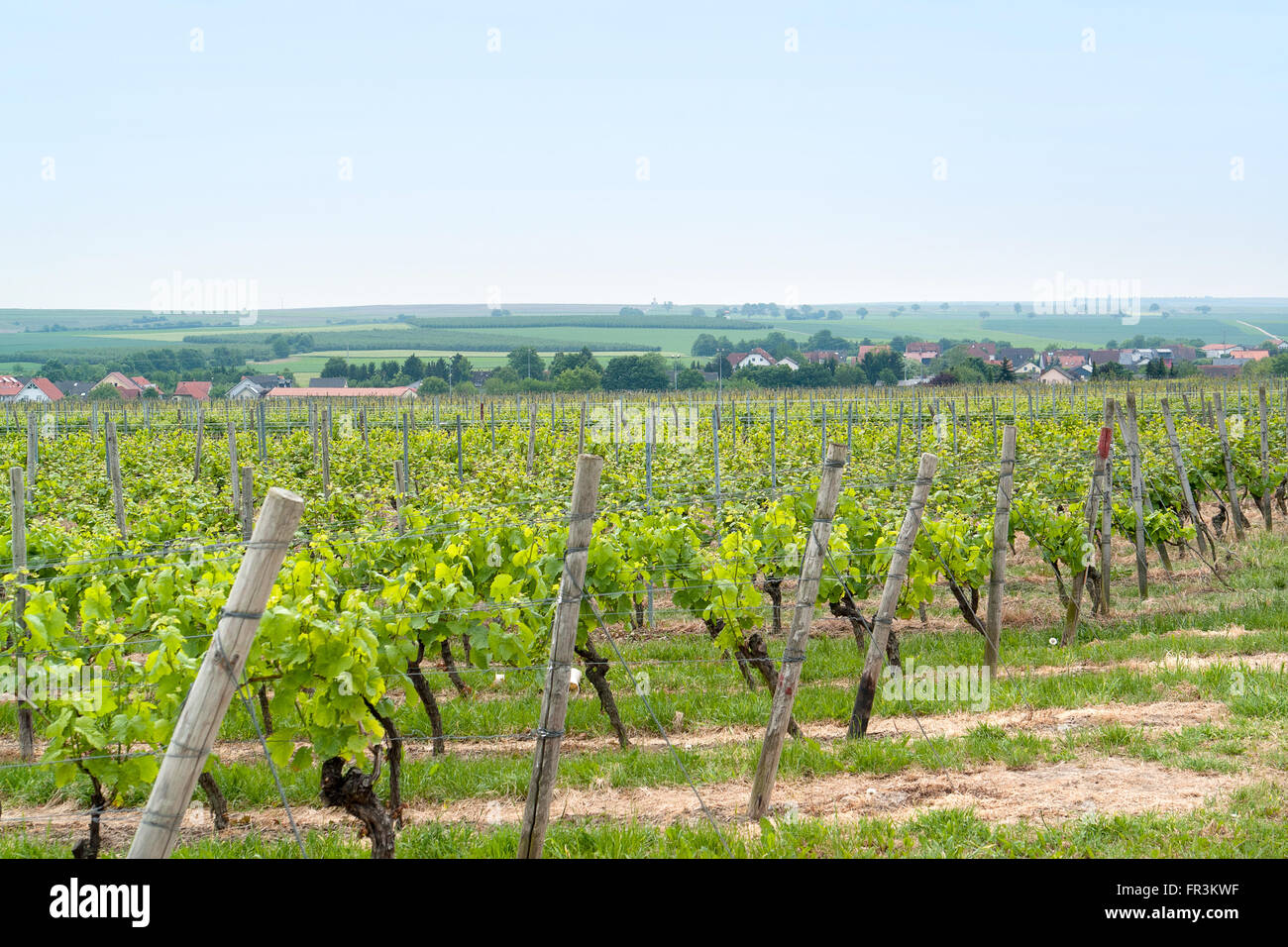 idyllic scenery at the wine region Rheinhessen around Loerzweiler in ...