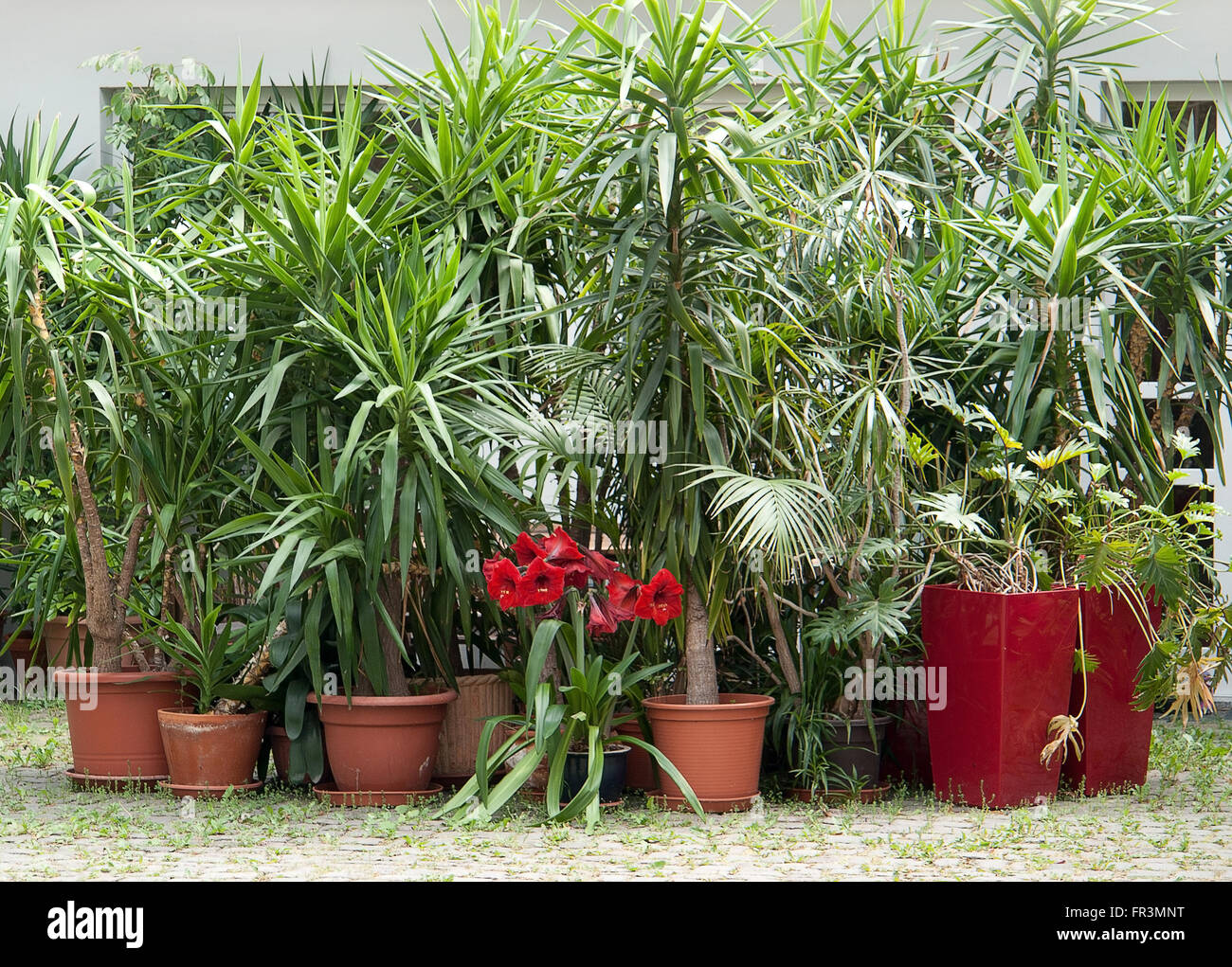 Potted palm tree hi-res stock photography and images - Alamy