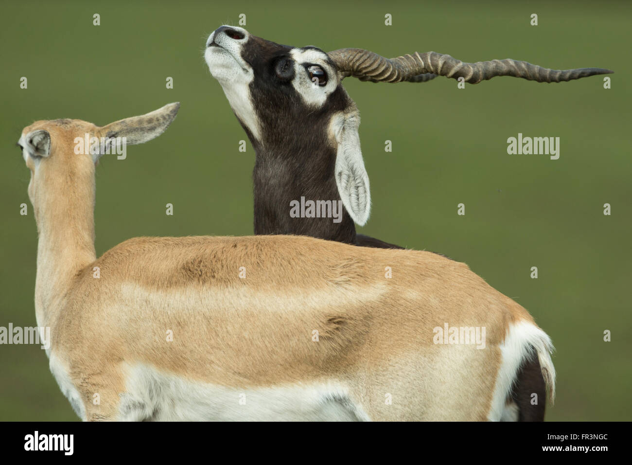 Male and female blackbuck hi-res stock photography and images - Alamy