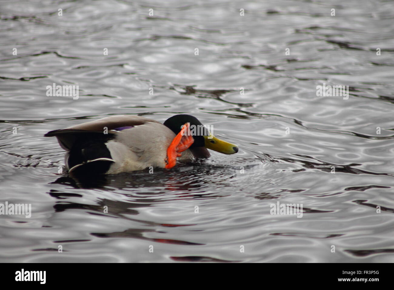 Captain Mallard, Saluting Duck Stock Photo - Alamy