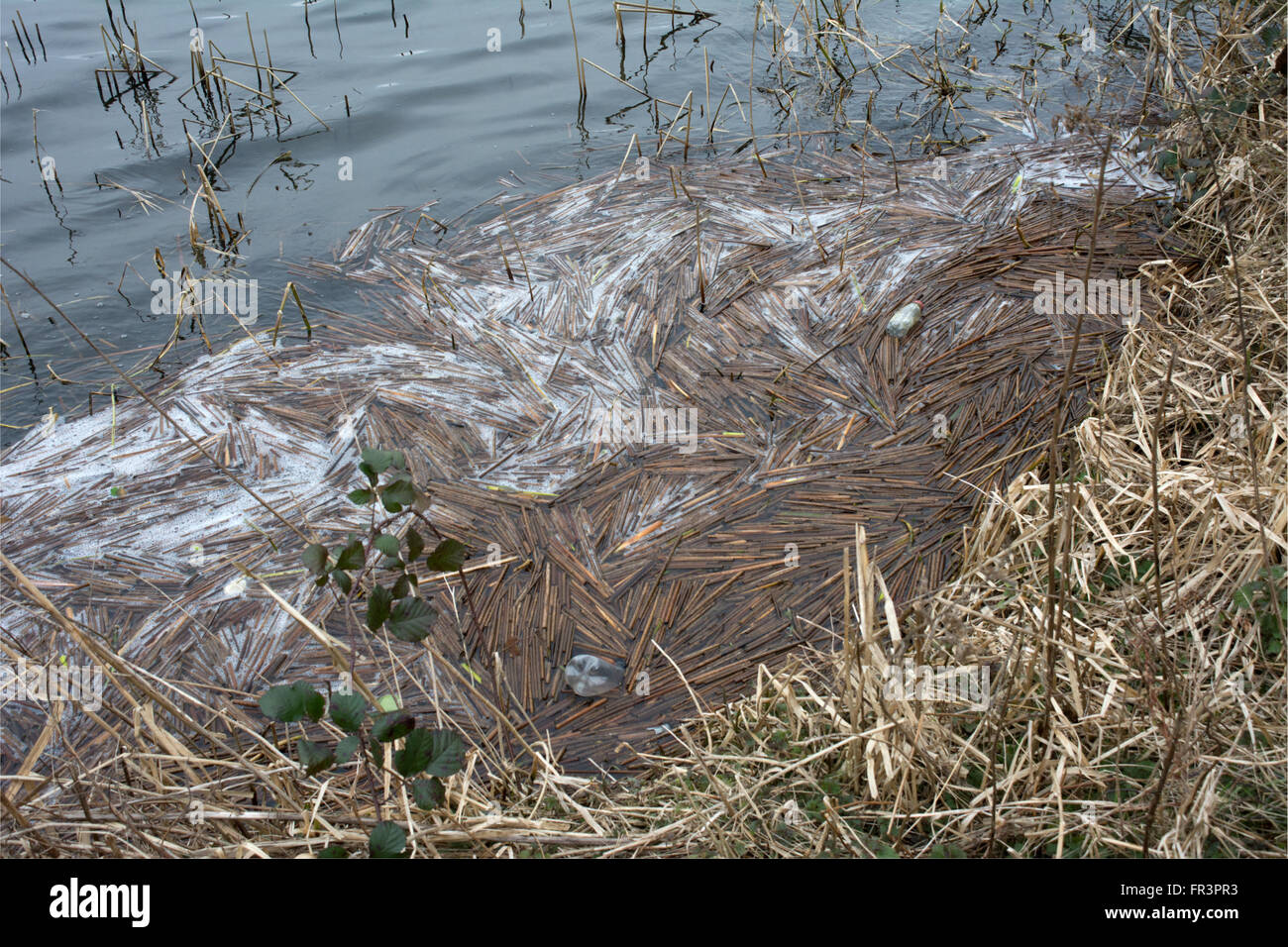 Froth, dead reeds and discarded plastic bottles floating on water Stock ...