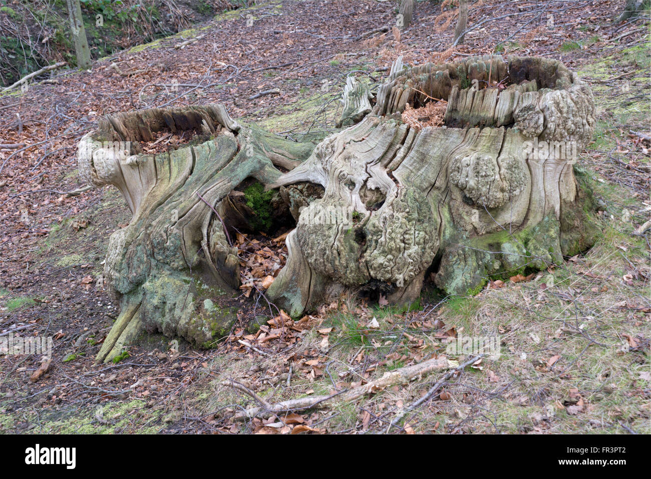 Old tree stumps Stock Photo - Alamy