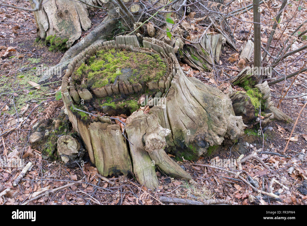 Old tree stumps Stock Photo - Alamy