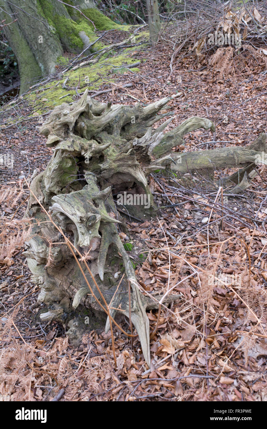 Bracken roots dead hi-res stock photography and images - Alamy
