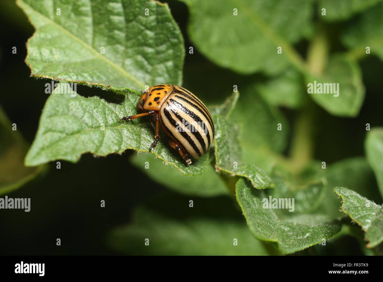 Colorado potato beetle feeding hi-res stock photography and images - Alamy
