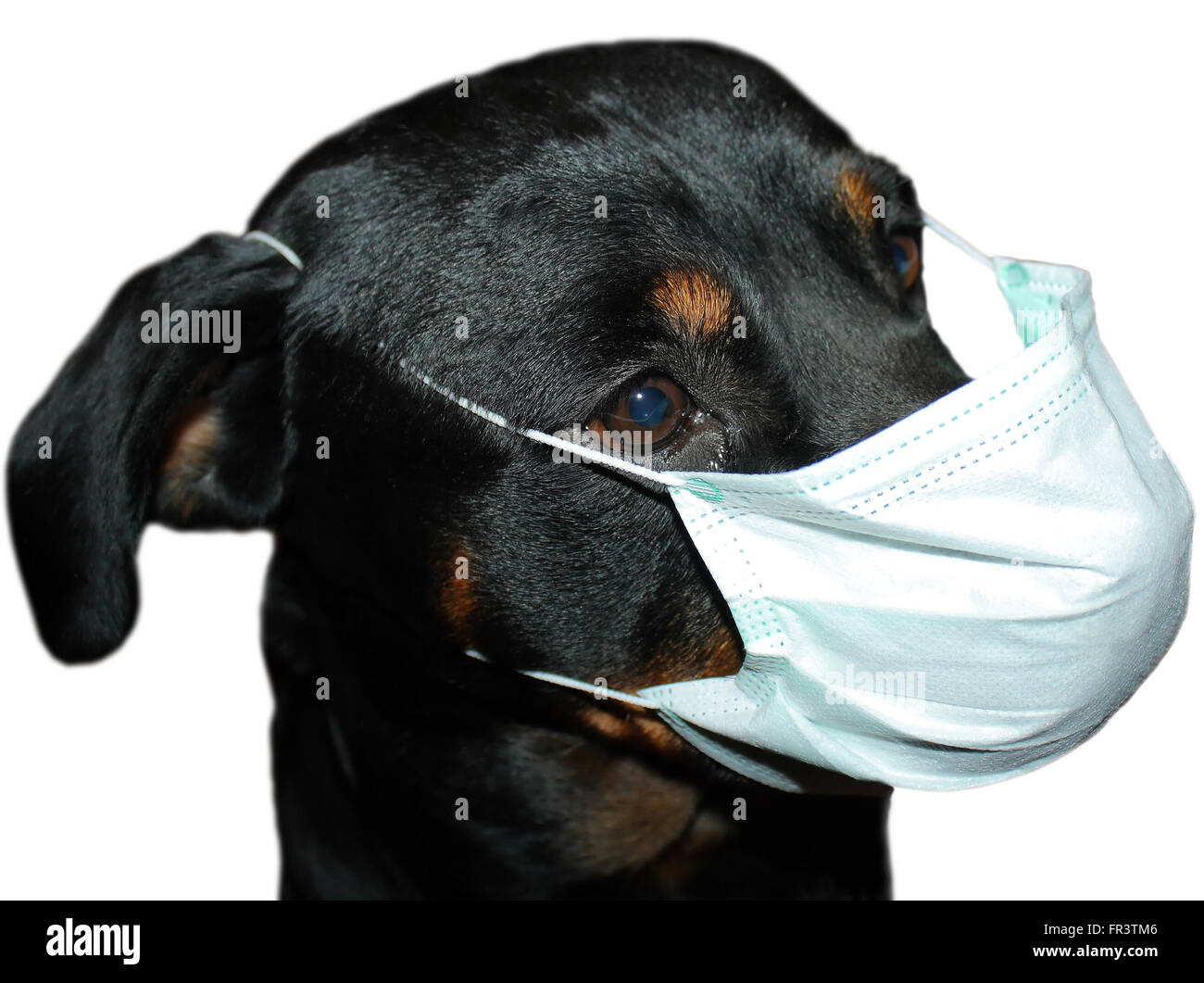 Rottweiler in surgical mask Stock Photo - Alamy