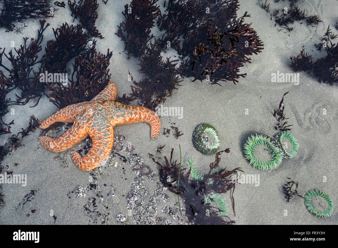 Tide pool with sea star and green anemones, Chesterman Beach, Tofino ...