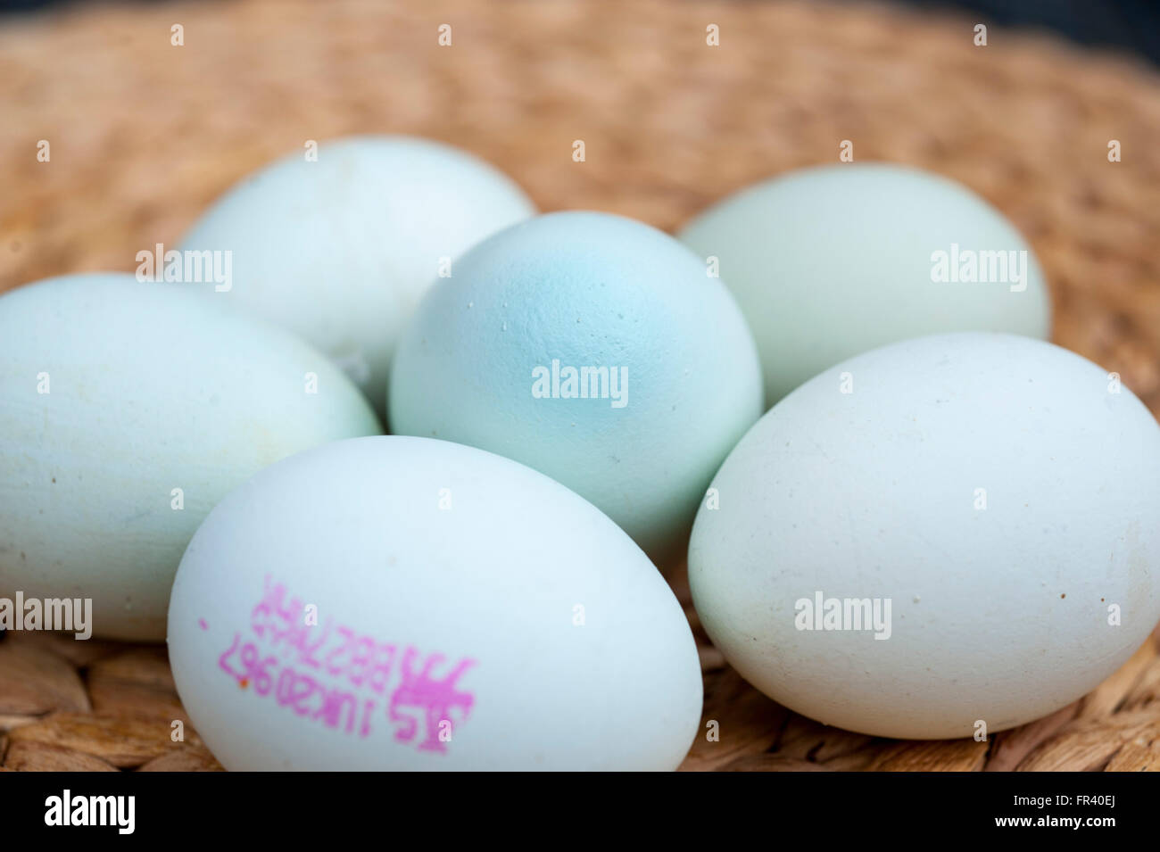 London, UK, 19 March 2016, Blue hued Araucana free range chicken eggs ...