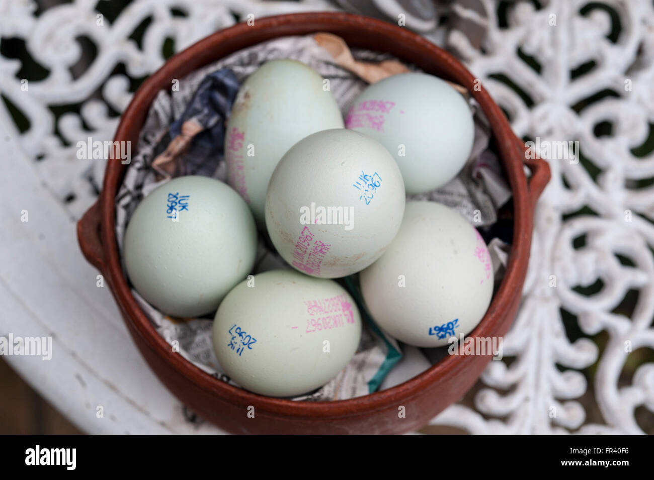 Ameraucana chicken eggs hi-res stock photography and images - Alamy