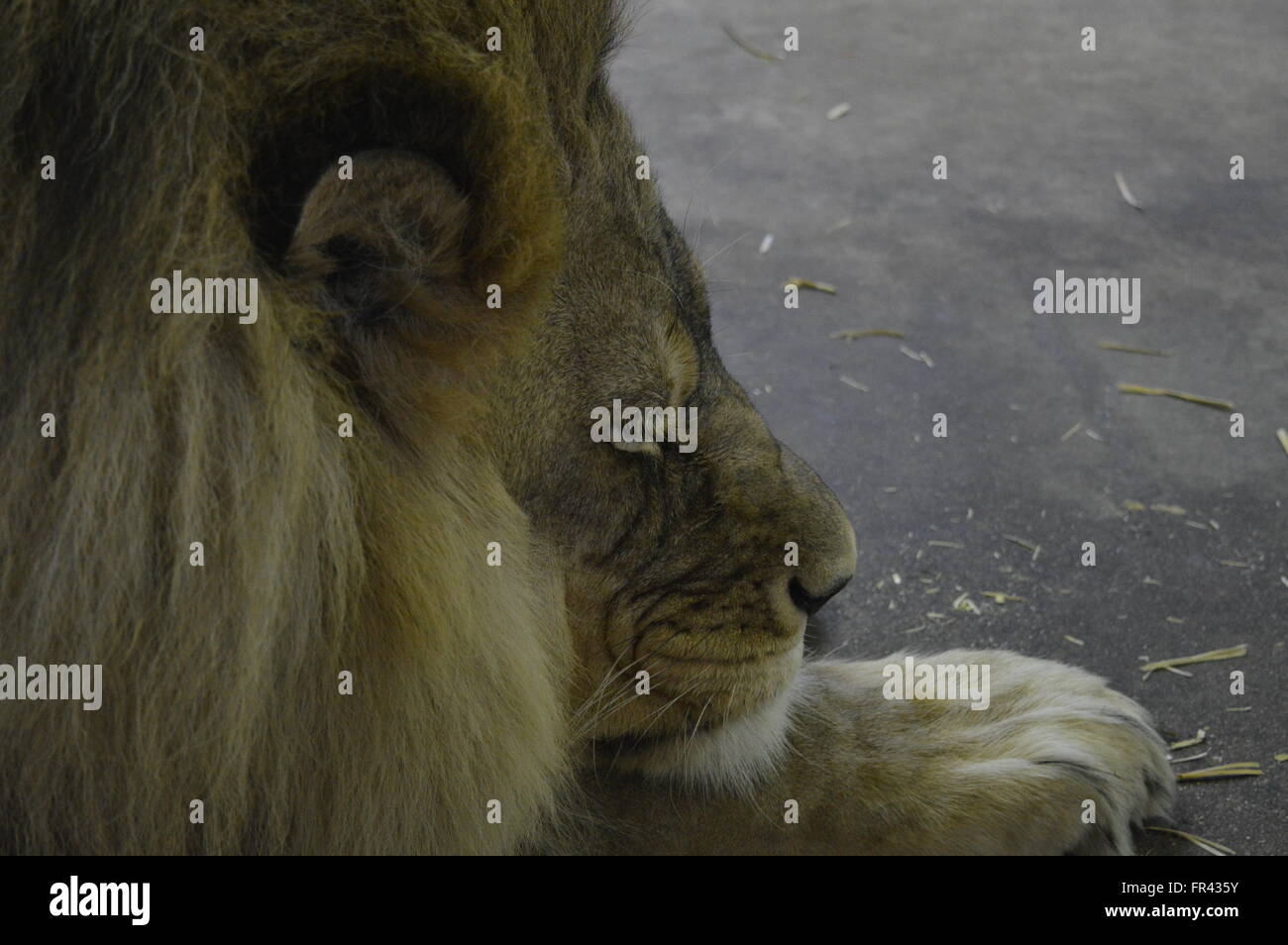 Lion gaze hi-res stock photography and images - Alamy