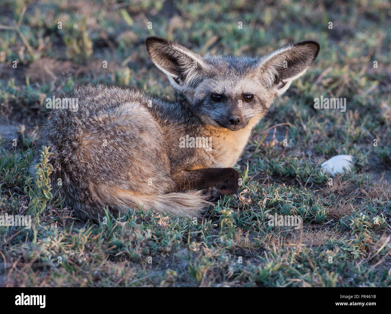 Serengeti bat-eared fox curled up and facing camera in late day sun ...