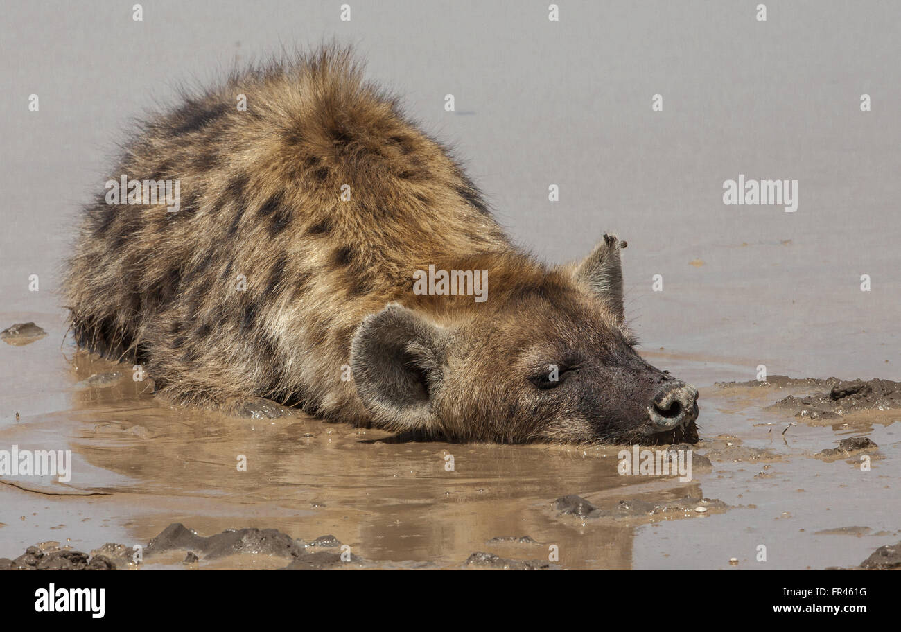Hyena africa water hi-res stock photography and images - Alamy