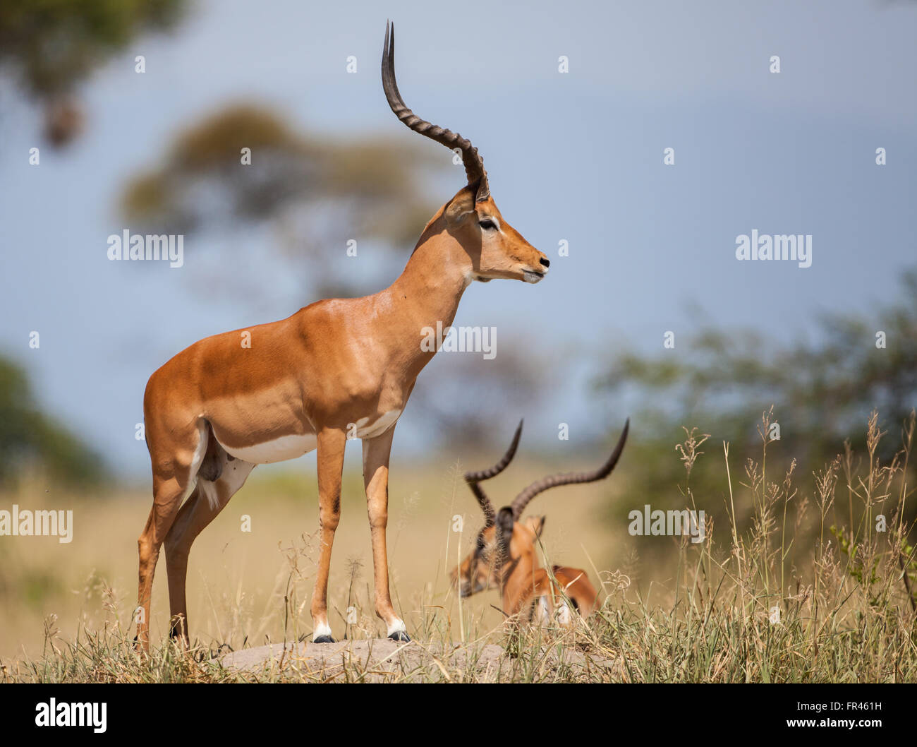 Male impala standing on rock to survey the grasslands of the Tarangire ...