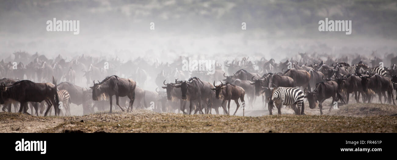 Serengeti Great Migration With Wildebeests And Zebras Moving Across A