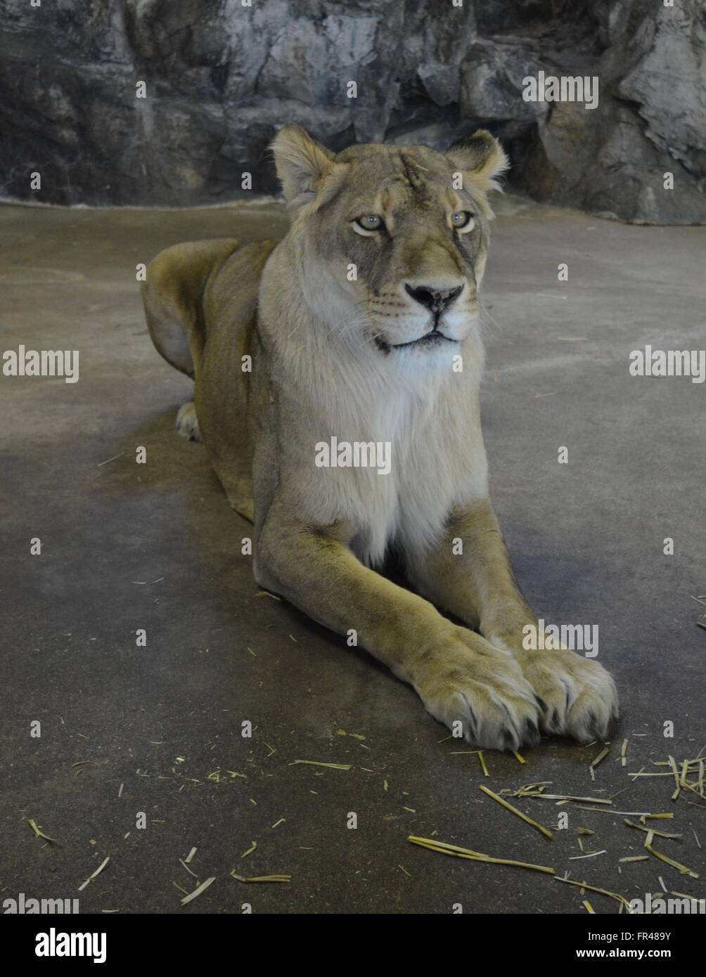 Focused gaze hi-res stock photography and images - Alamy
