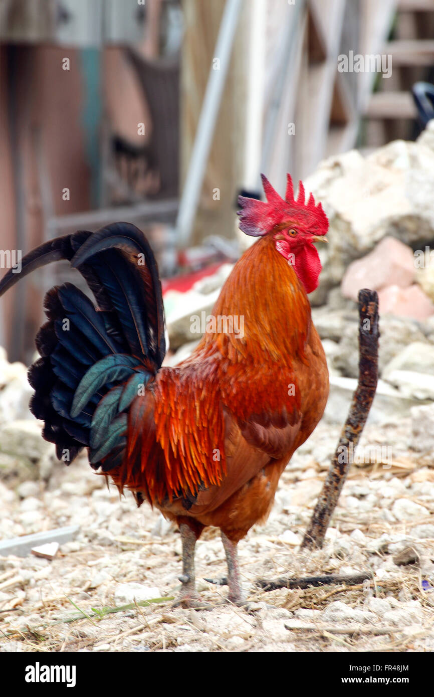 Rooster standing in trash in the Bahamas Stock Photo - Alamy