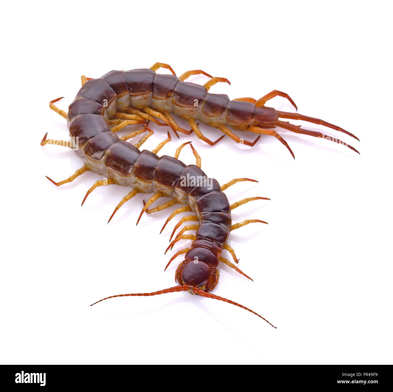 Centipede hi-res stock photography and images - Alamy