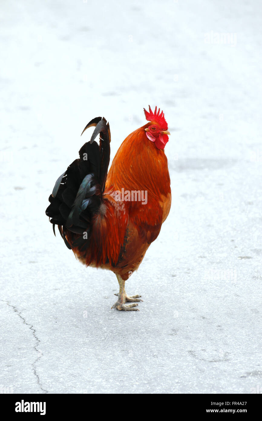 Rooster crossing the road Stock Photo - Alamy