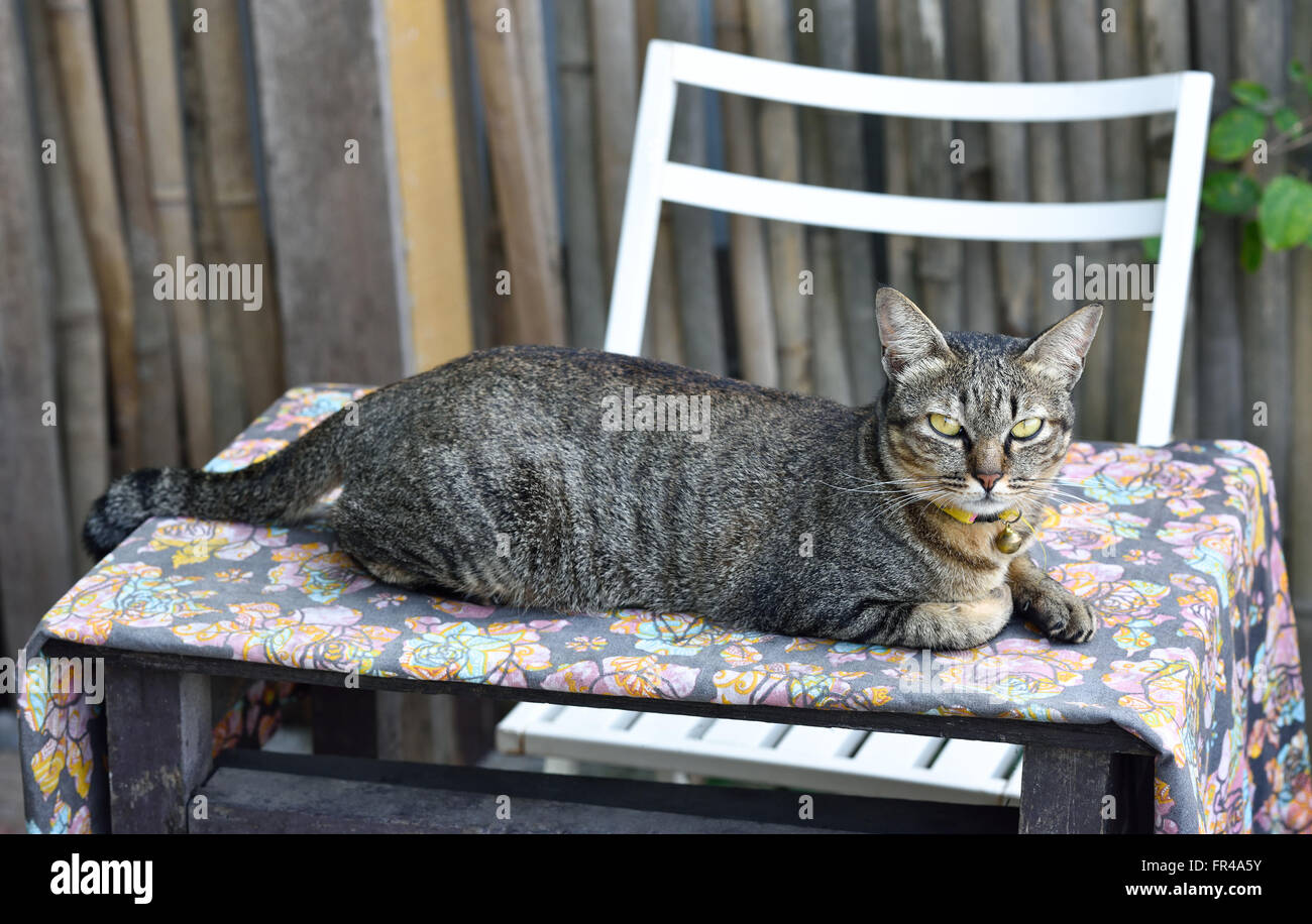 Cat on the table hi-res stock photography and images - Alamy