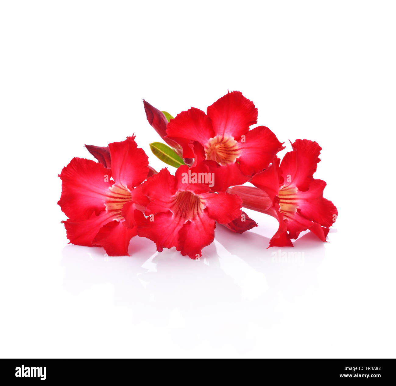 azalea flowers isolated on white background Stock Photo - Alamy