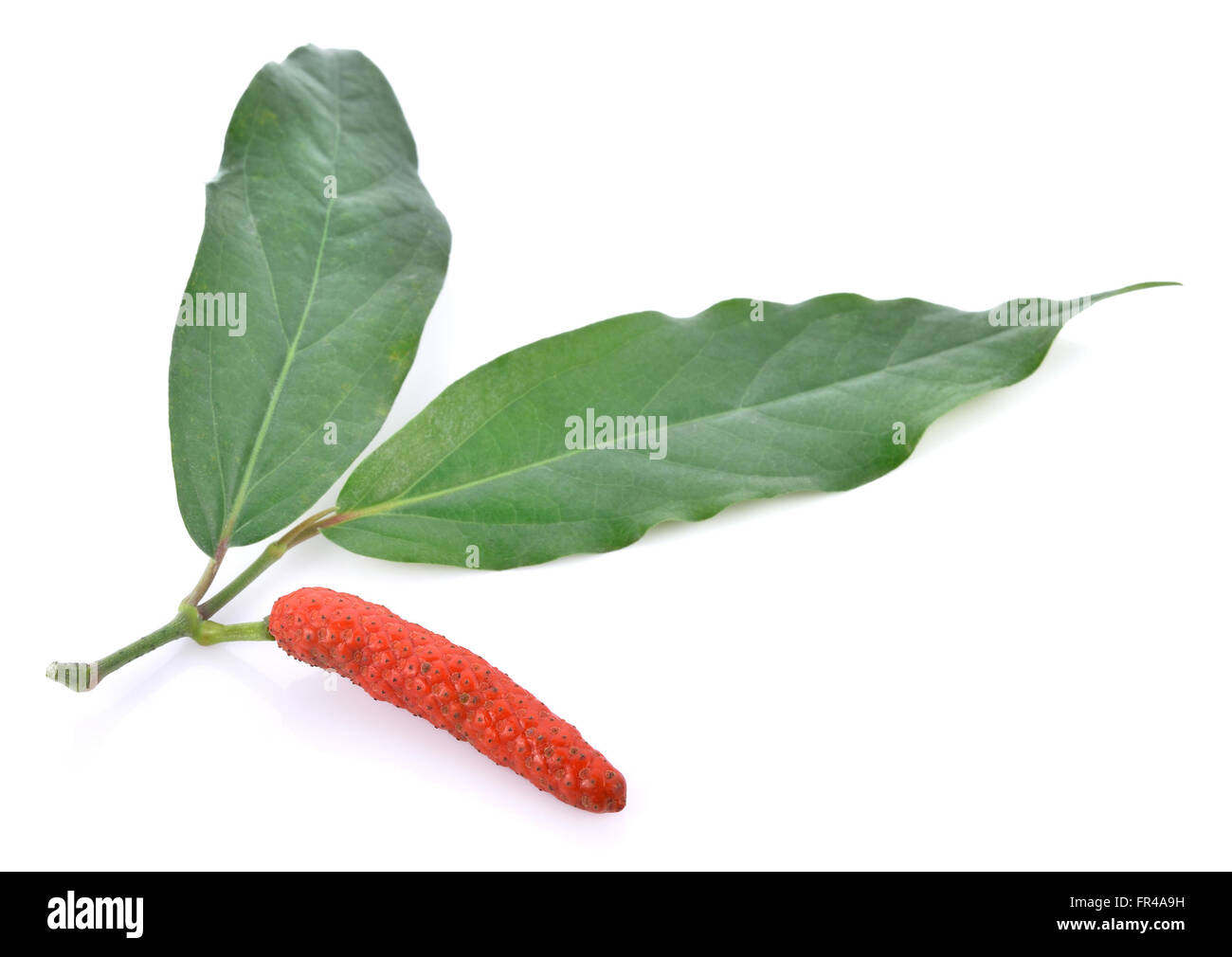 Long pepper or Piper longum isolated on white background Stock Photo ...