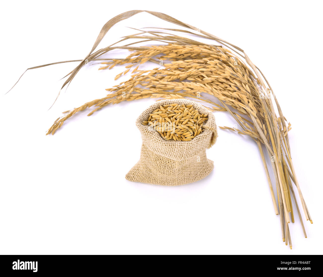 paddy rice in small burlap sack is isolated on white background Stock ...