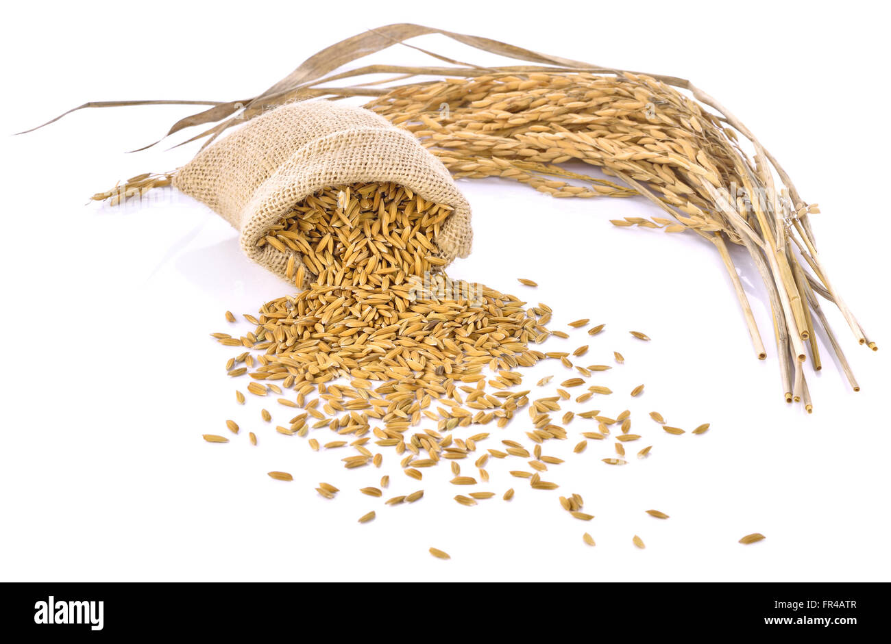 Beautiful golden rice Cut Out Stock Images & Pictures - Alamy