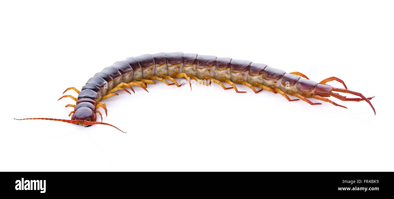 centipede on white background Stock Photo - Alamy