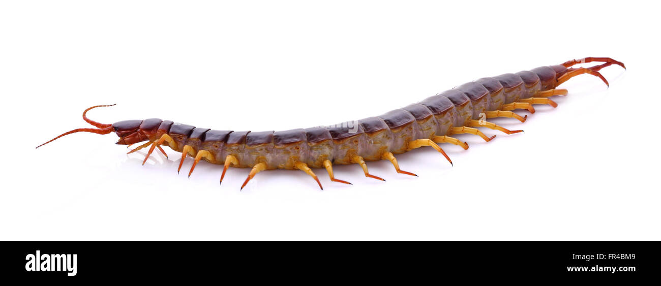 centipede on white background Stock Photo - Alamy