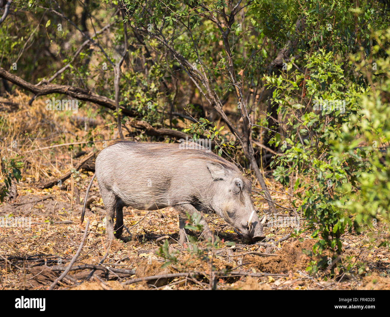 Safari lodge okavango delta hi-res stock photography and images - Alamy