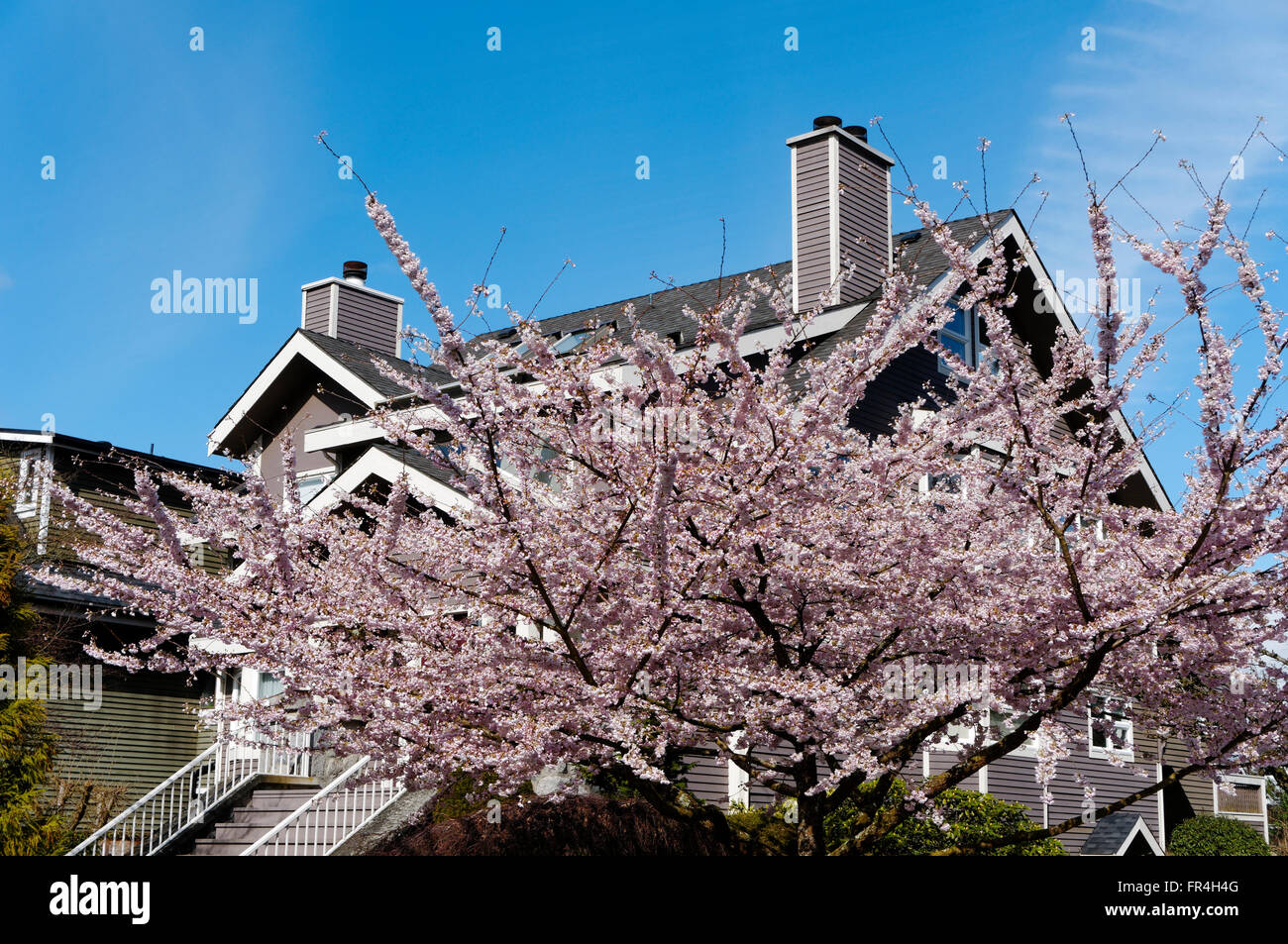 Blossoming pink and white ornamental cherry tree in front of a house in ...
