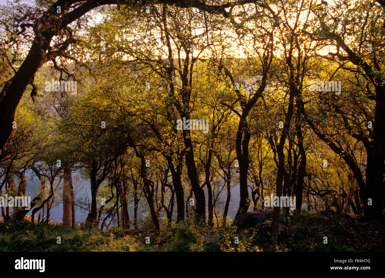 Oaks in spring bud shroud the Guadalupe River in the Hill Country town ...