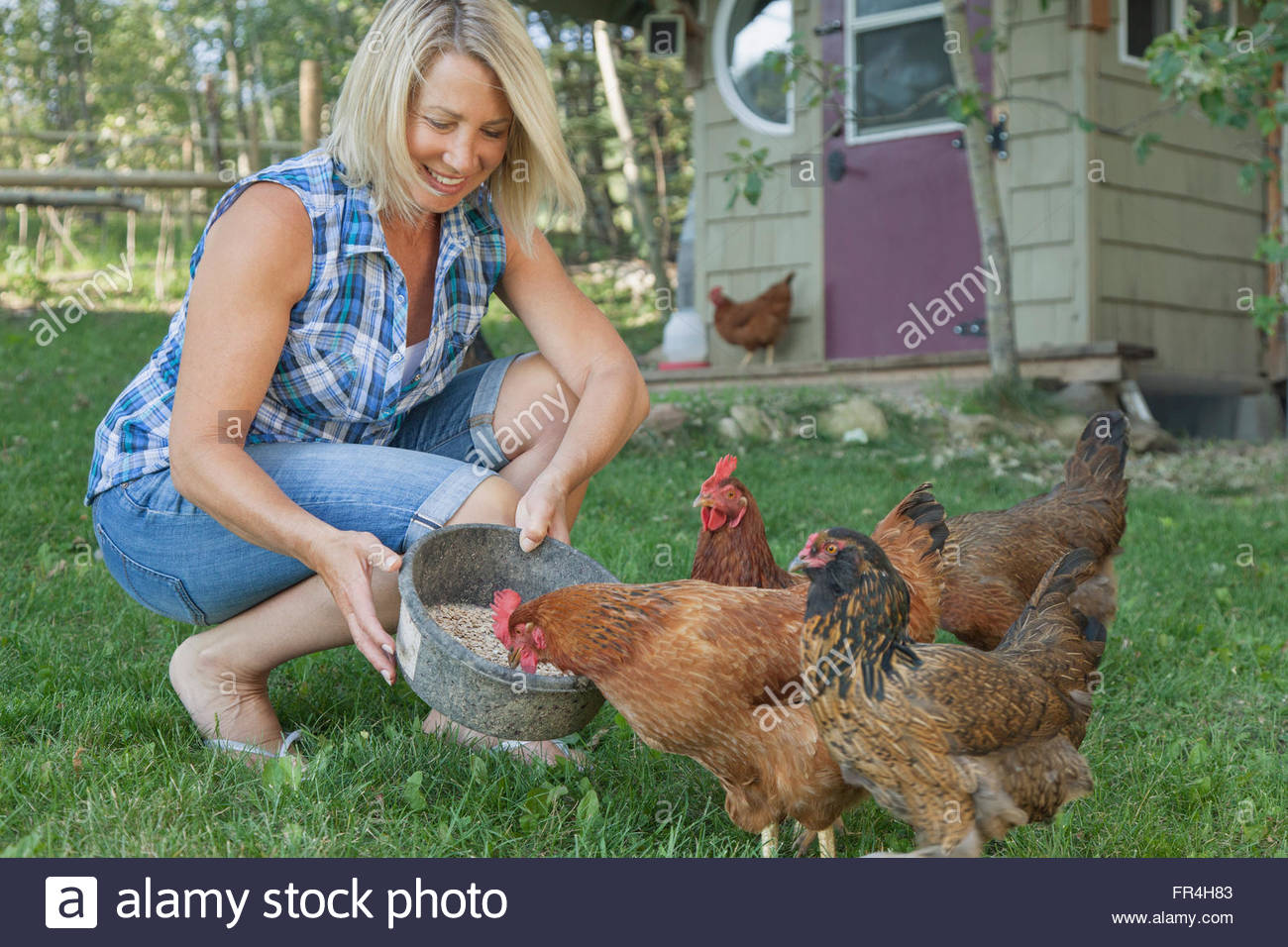 Woman feeding chickens woman feeding chickens hi-res stock photography ...