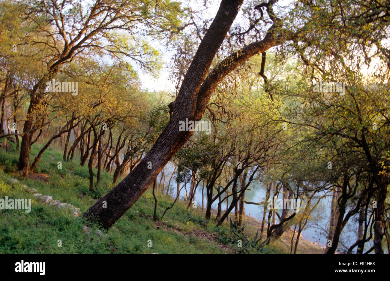 Oaks in spring bud shroud the Guadalupe River in the Hill Country town ...