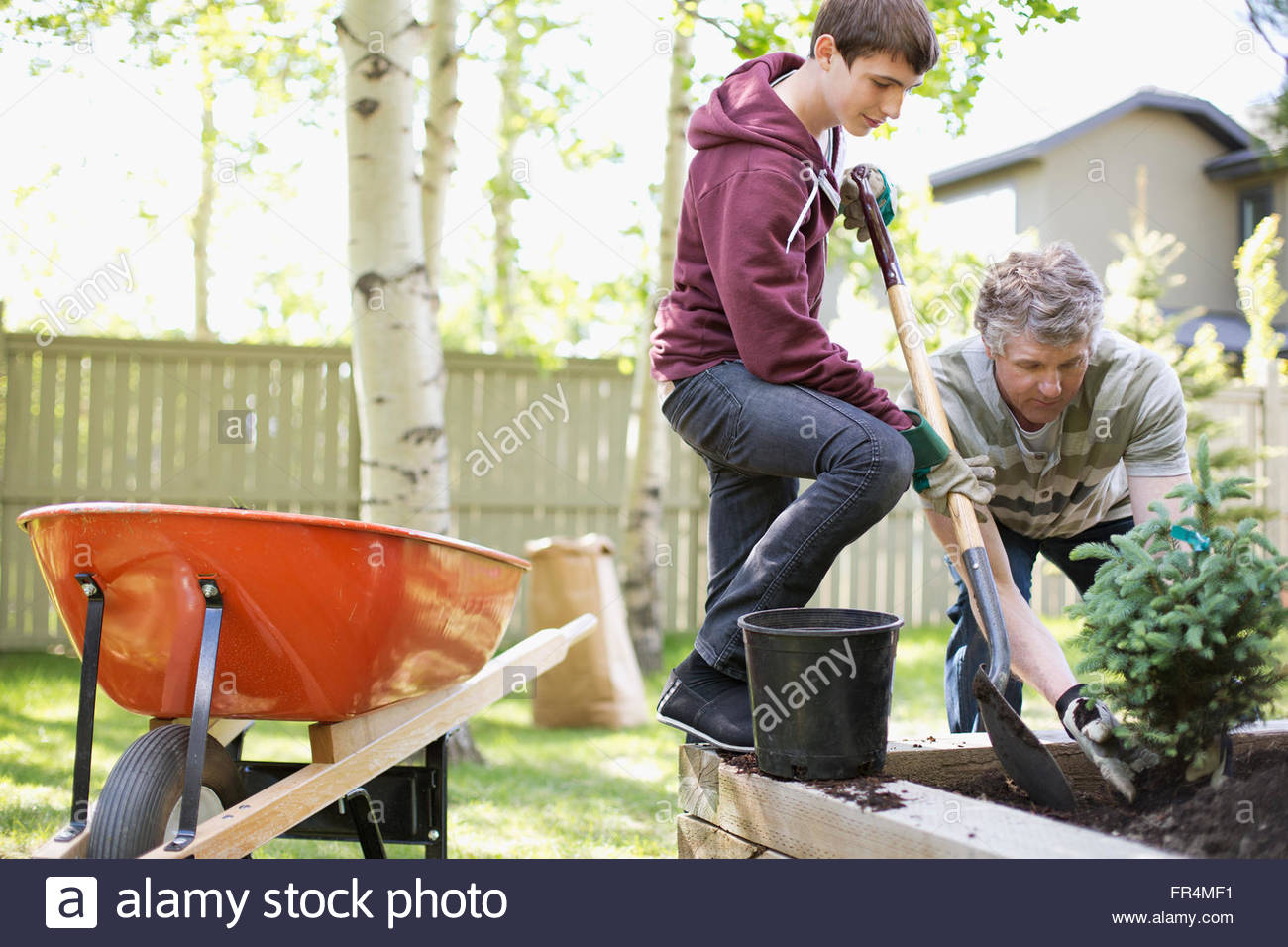 father and son working in yard together Stock Photo - Alamy