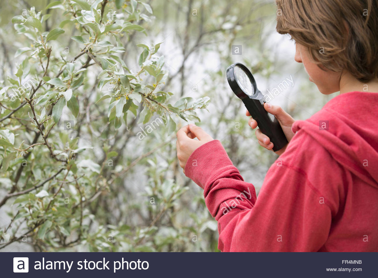 male middle school student examining leaves Stock Photo - Alamy
