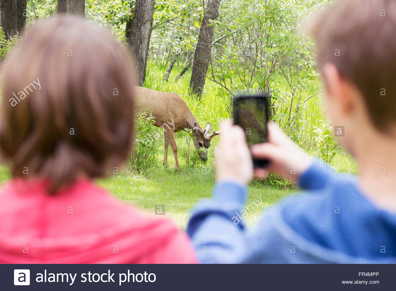 Candid deer hi-res stock photography and images - Alamy