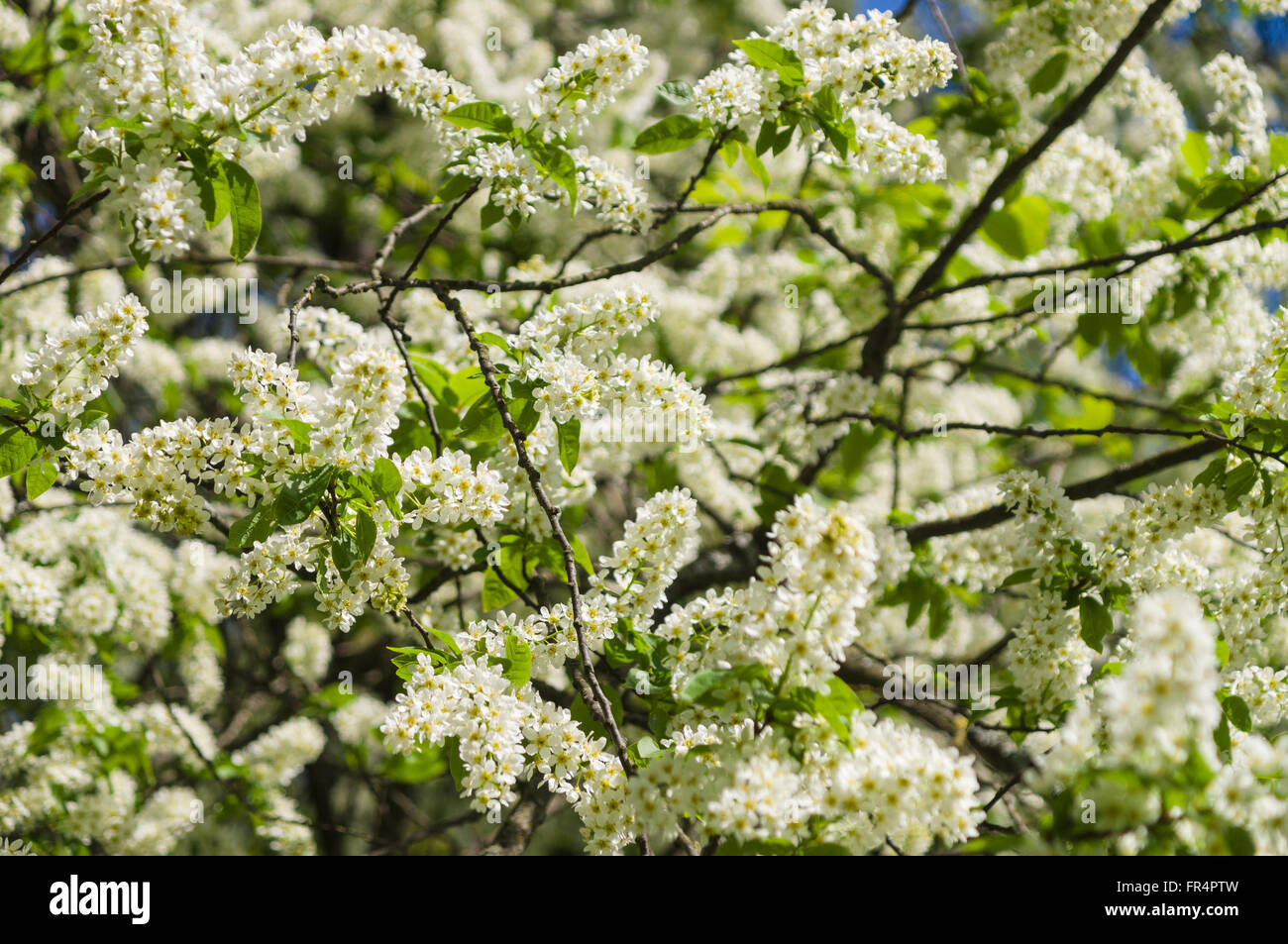 Bird cherry tree hi-res stock photography and images - Alamy