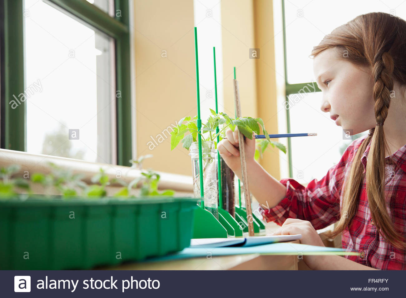 elementary student measuring plant Stock Photo - Alamy