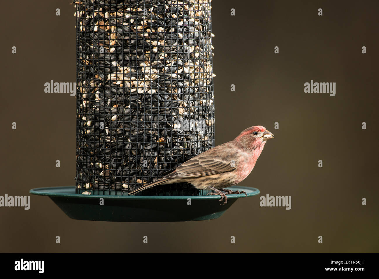 Male House Finch perched on seed feeder Stock Photo - Alamy