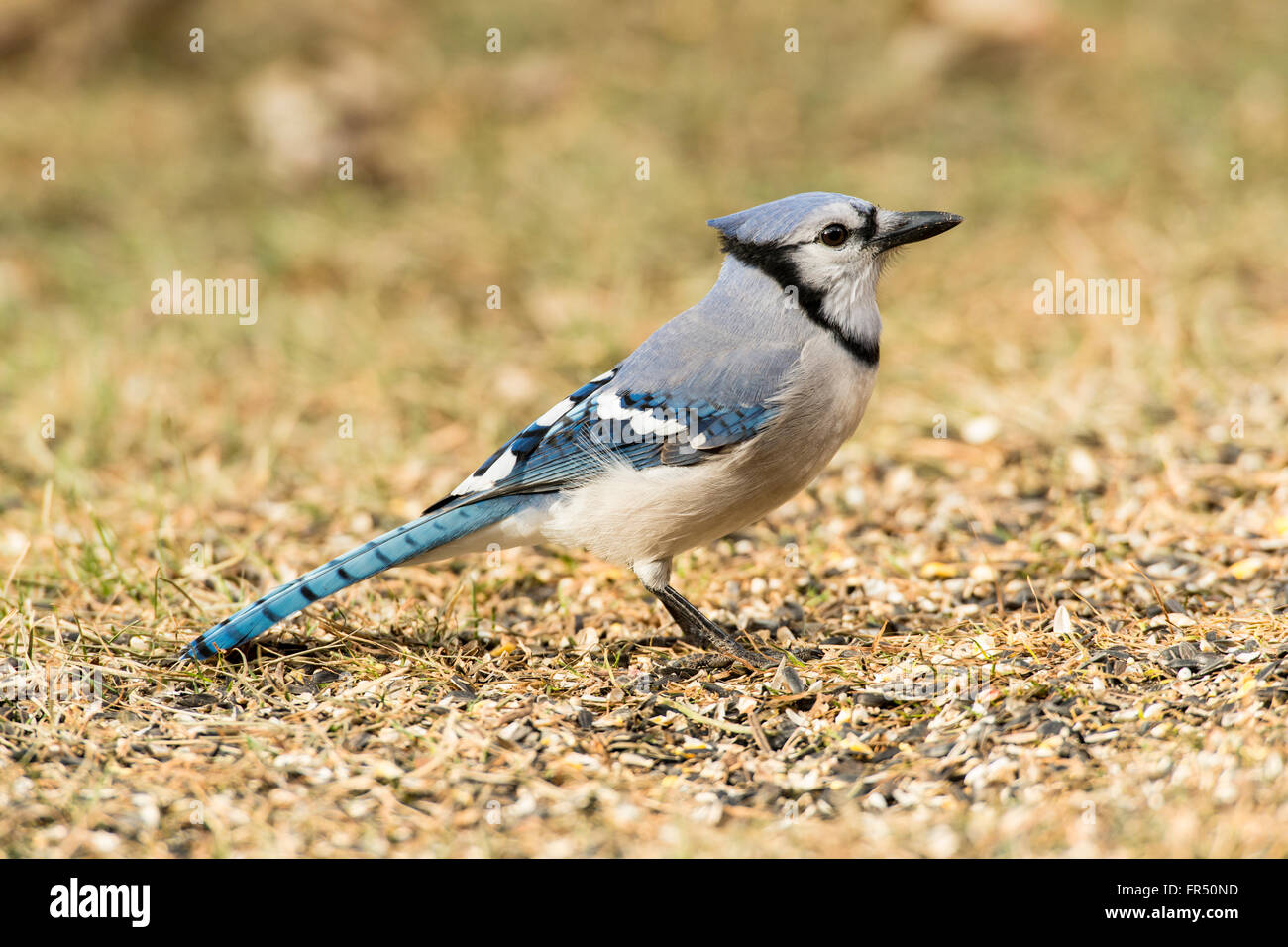 Blue Jay foraging for seeds spilled on ground Stock Photo - Alamy